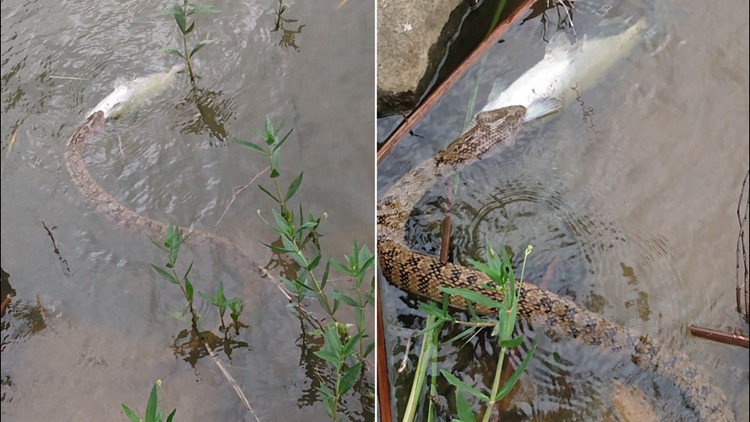 Incredible pictures of snake devouring fish remind us it's the time of ...