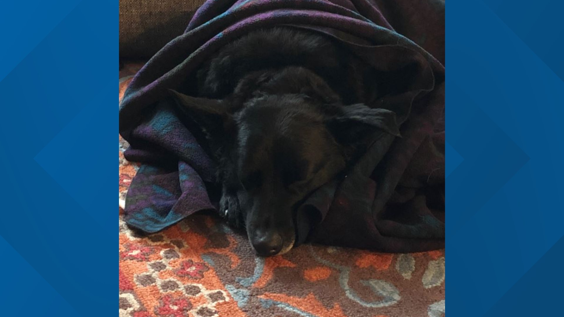 Watch: Dog named Shadow rescued from freezing pond in Southlake on ...