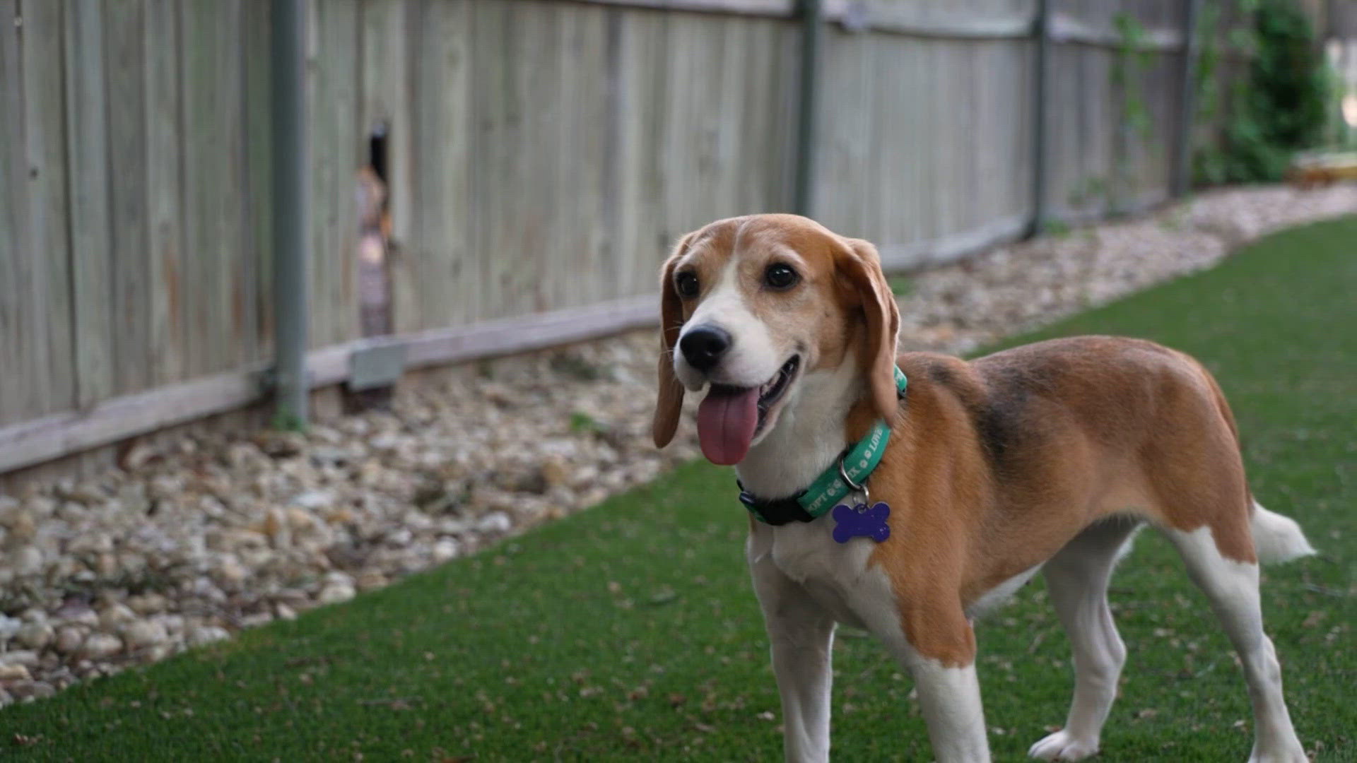 North Texas nonprofit takes in possibly pregnant beagles from ...