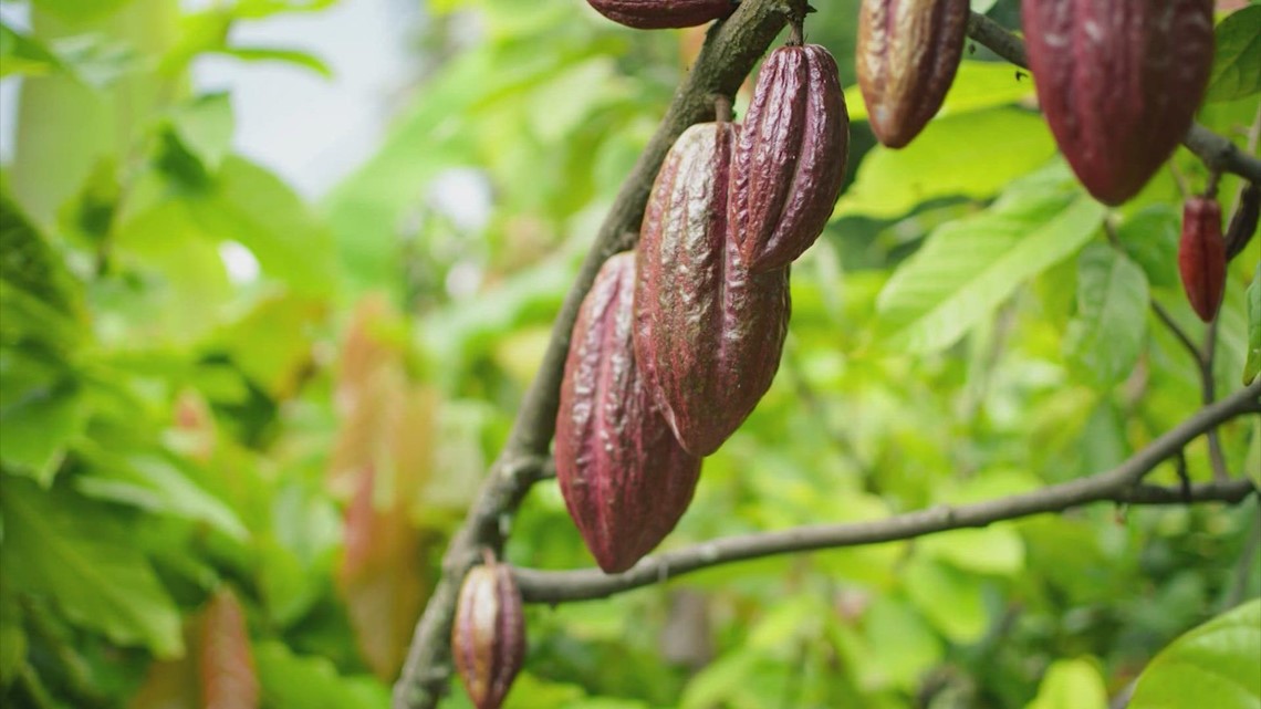 Does chocolate production lead to deforestation? | wfaa.com