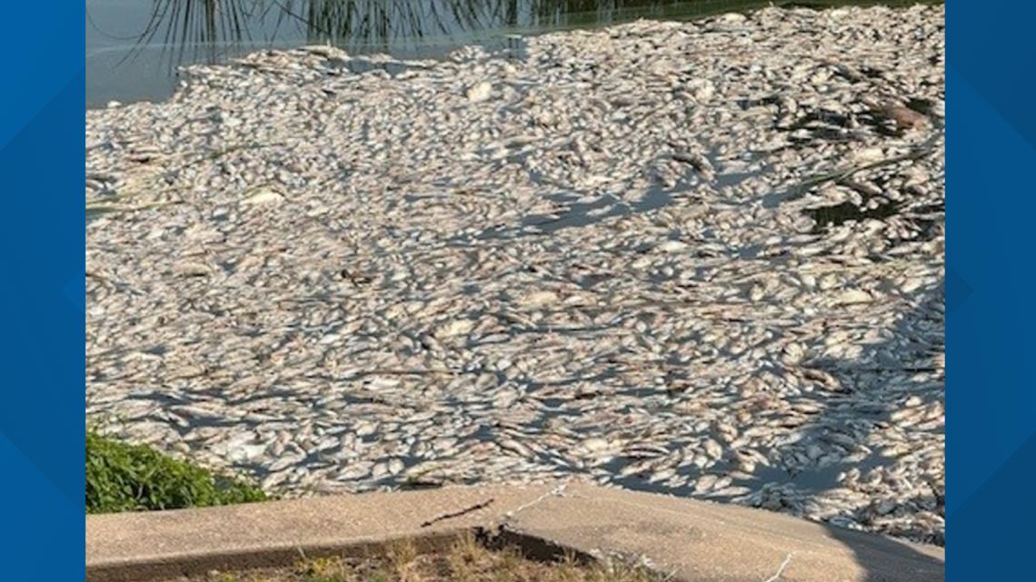 Denton, Texas: Oxygen drop kills fish in lake, officials say | wfaa.com