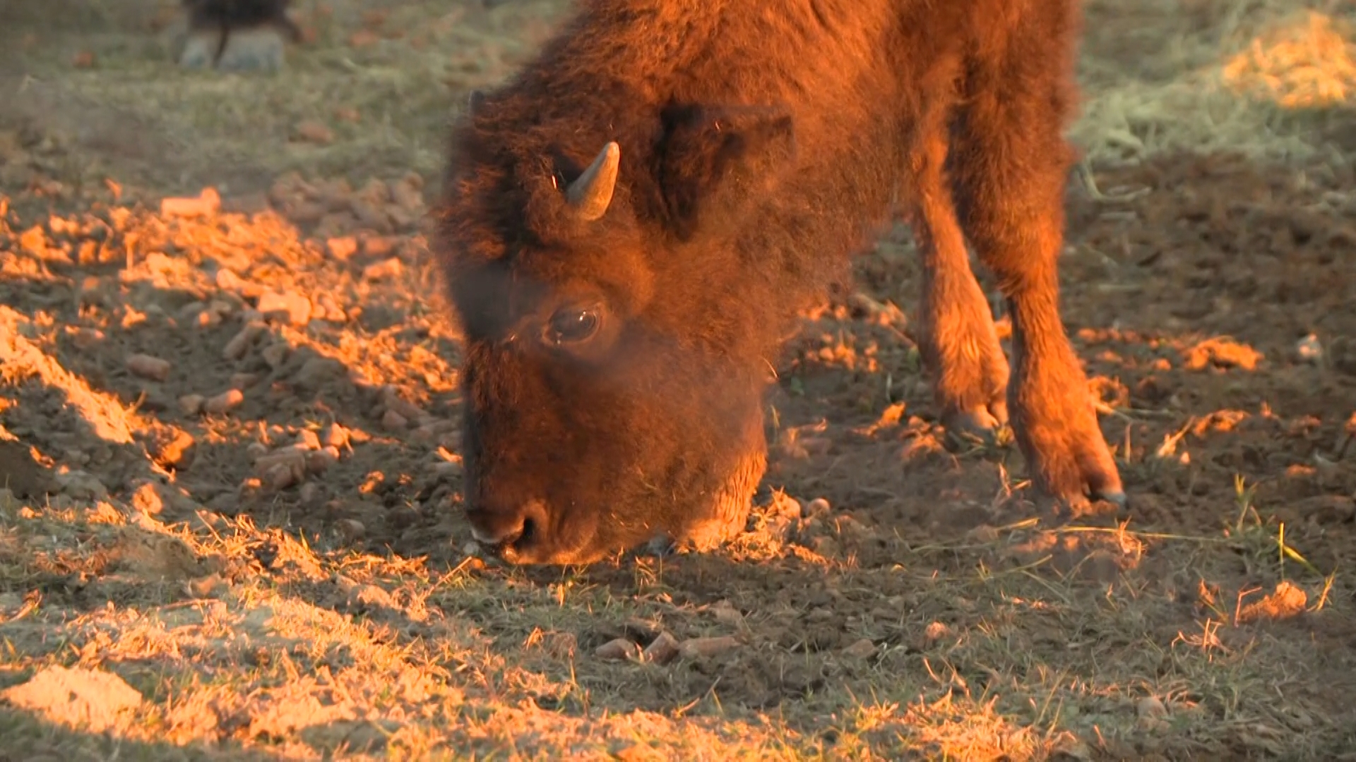 'The whole thing is disturbing': Family's bison killed and decapitated ...