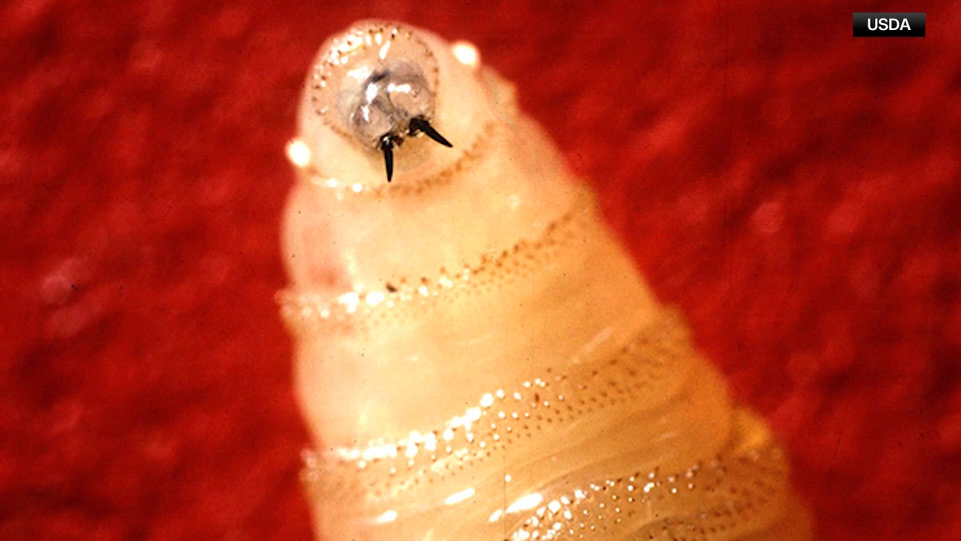 Four confirmed cases of deadly flesh eating worm in Texas | wfaa.com