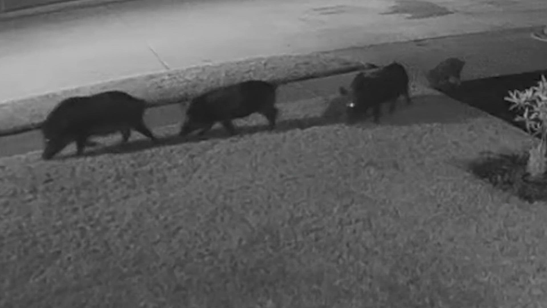 Feral hogs in North Texas city prompt increased patrols, officials say ...