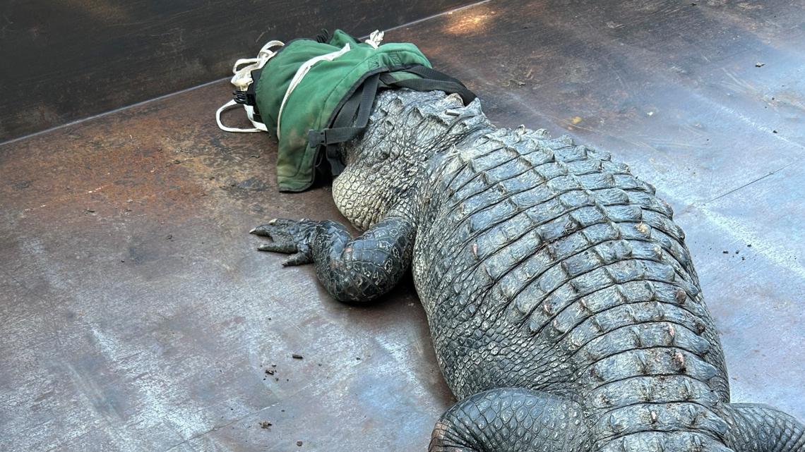 Alligator removed from Eagle Mountain Lake in North Texas | wfaa.com