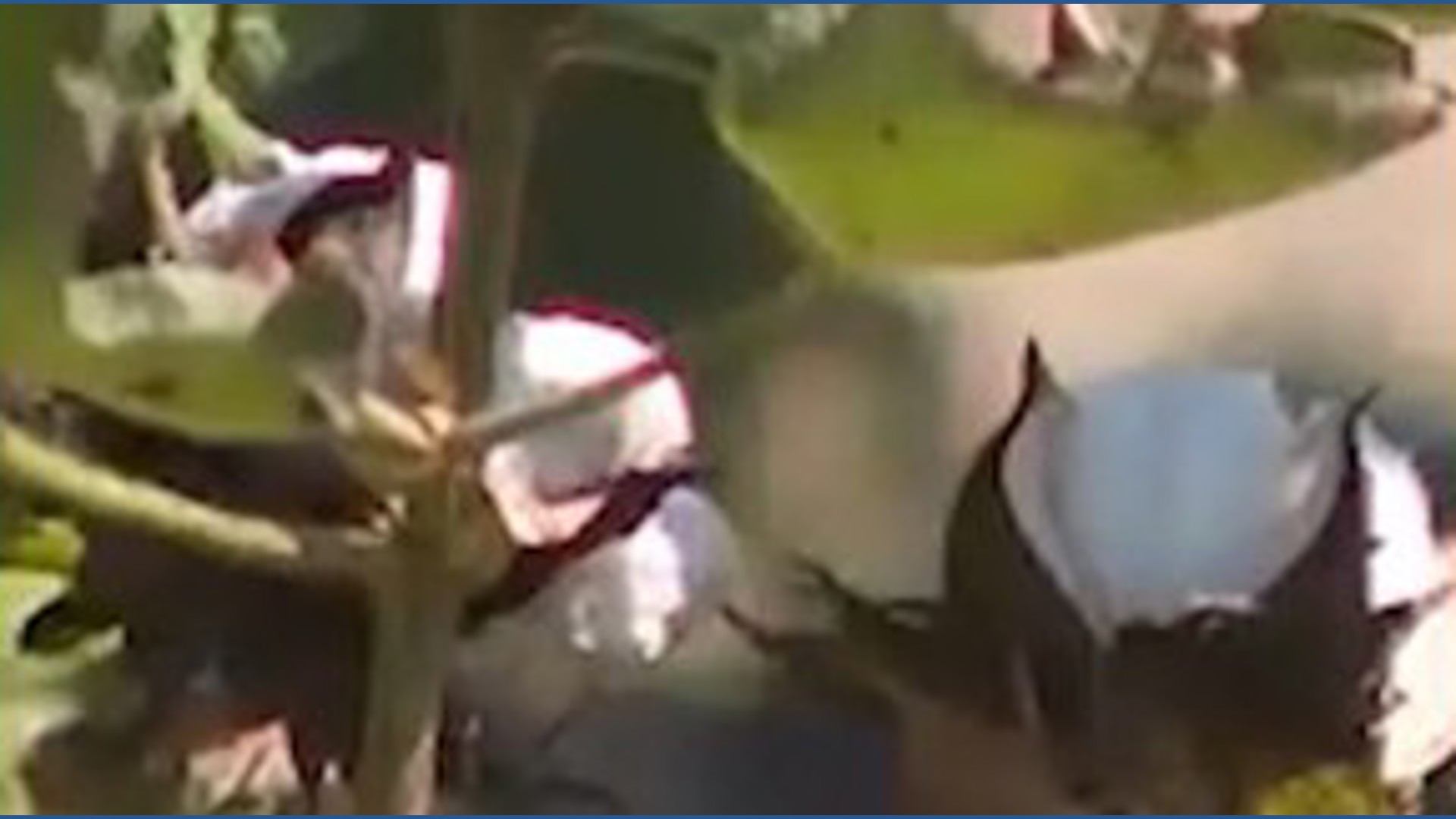 Texas fights invasive pest | wfaa.com