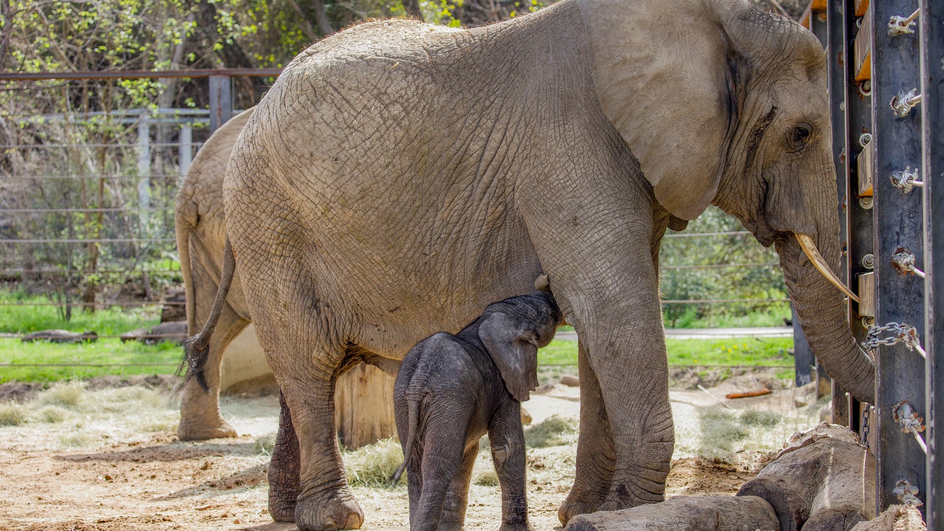 Dallas Zoo welcomes baby elephant, reveals name | wfaa.com