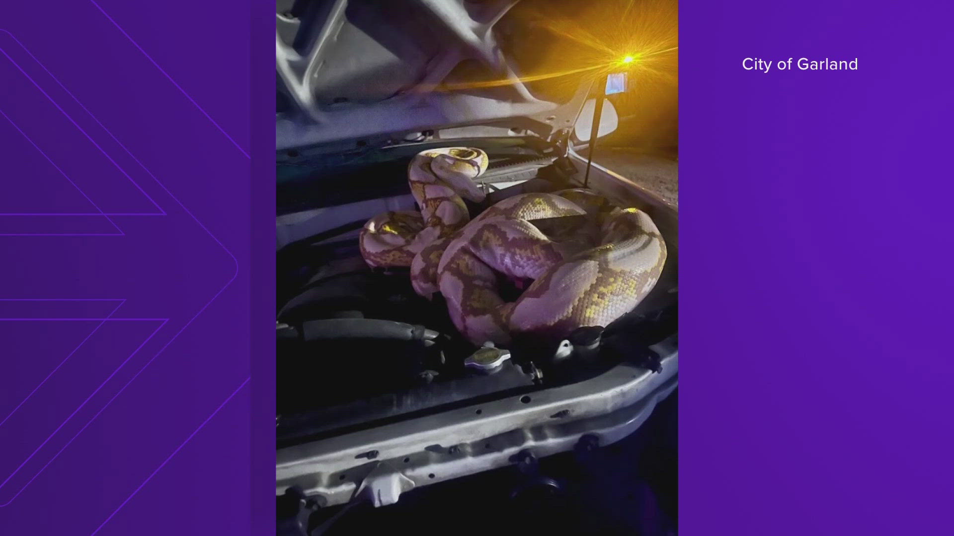 Garland animal control captures 15-foot Python despite 'multiple strike ...