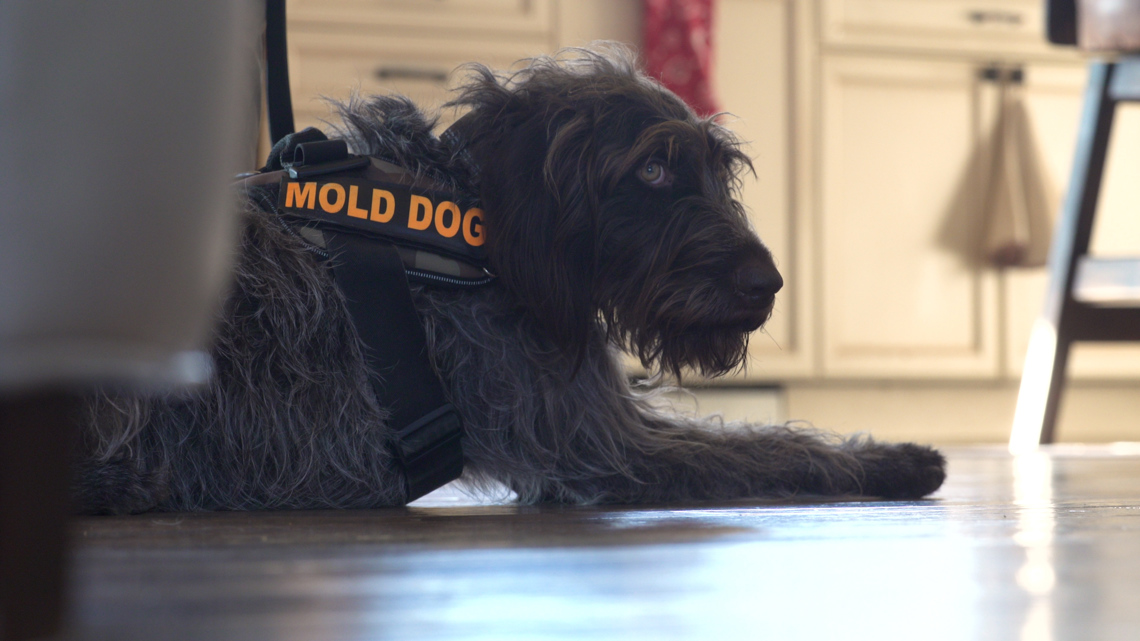 Mold-sniffing dogs help detect hidden mold dangers | wfaa.com