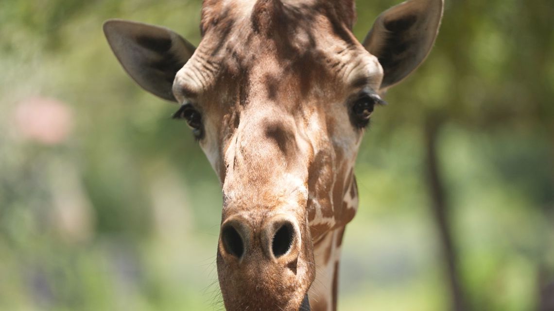 On the hottest day of the year, here's how animals at the Dallas zoo ...