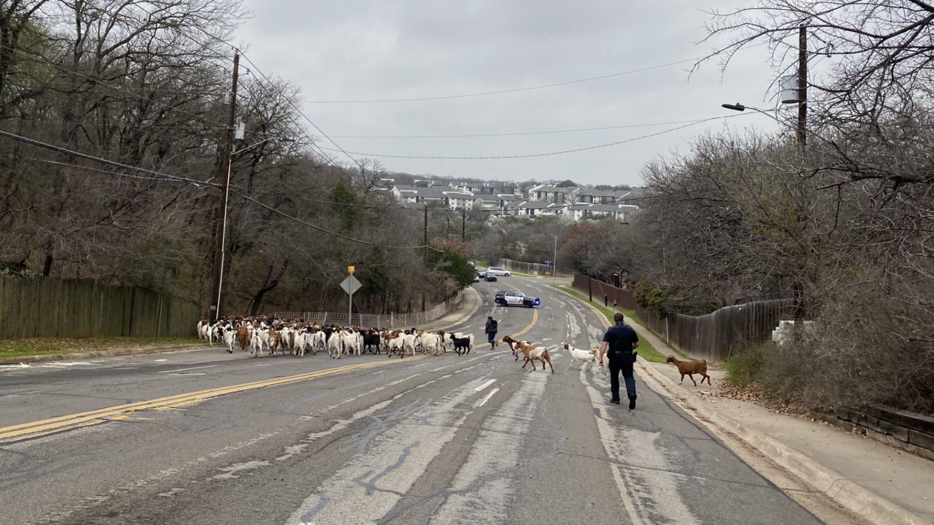 Arlington goats on loose near Brown Boulevard | wfaa.com