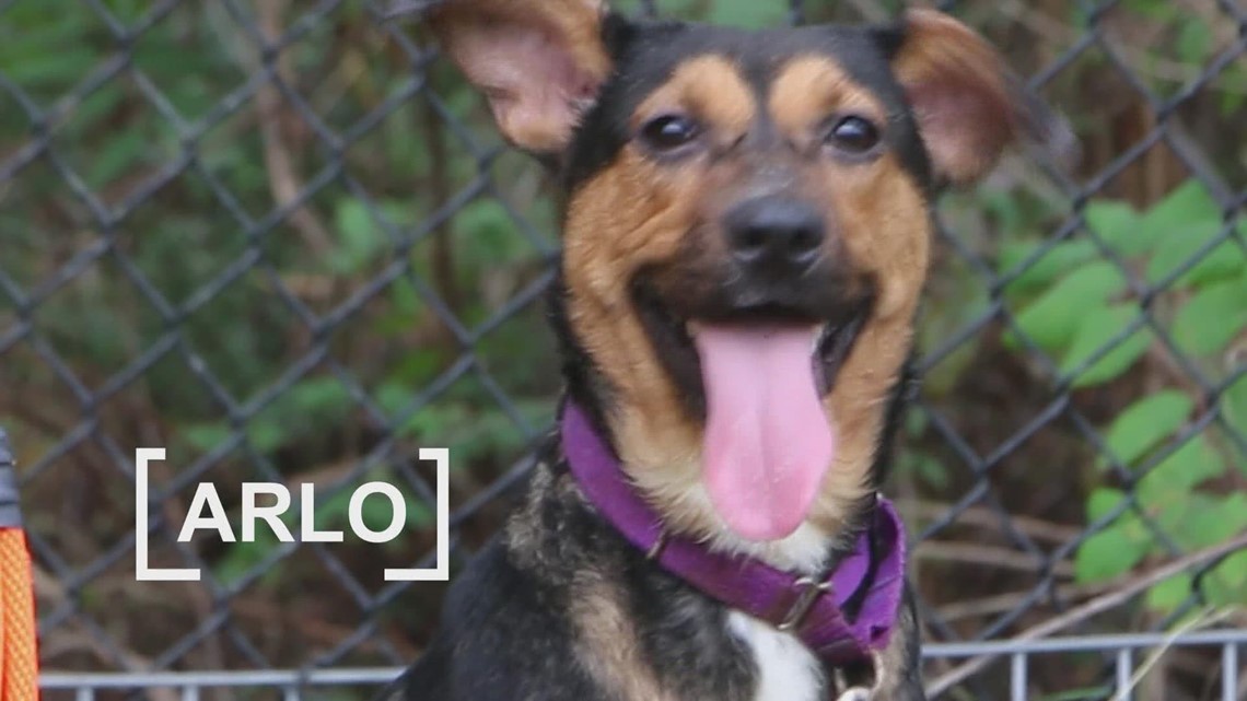 Tailwaggers: Meet Arlo | wfaa.com