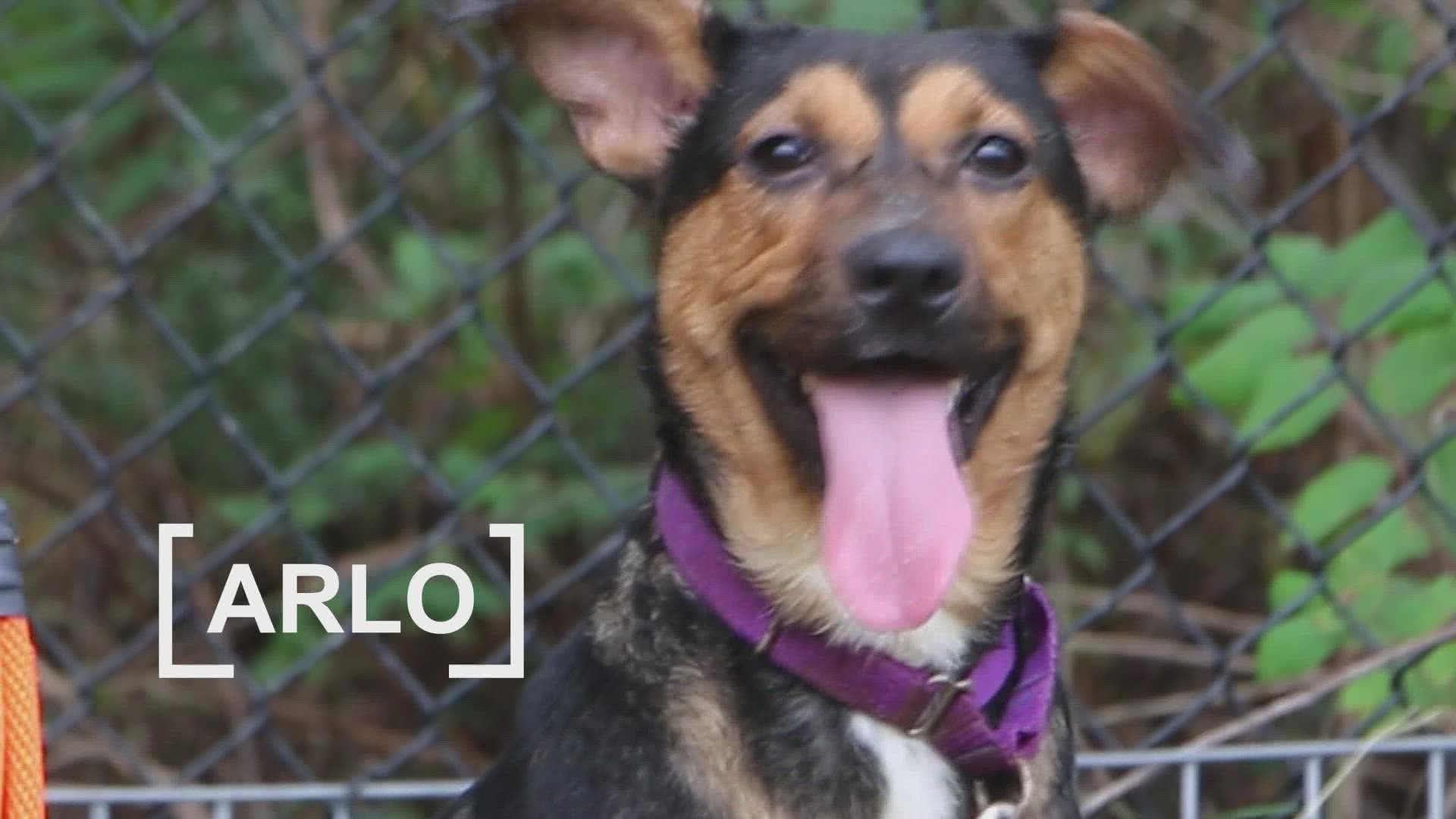 Tailwaggers: Meet Arlo | wfaa.com