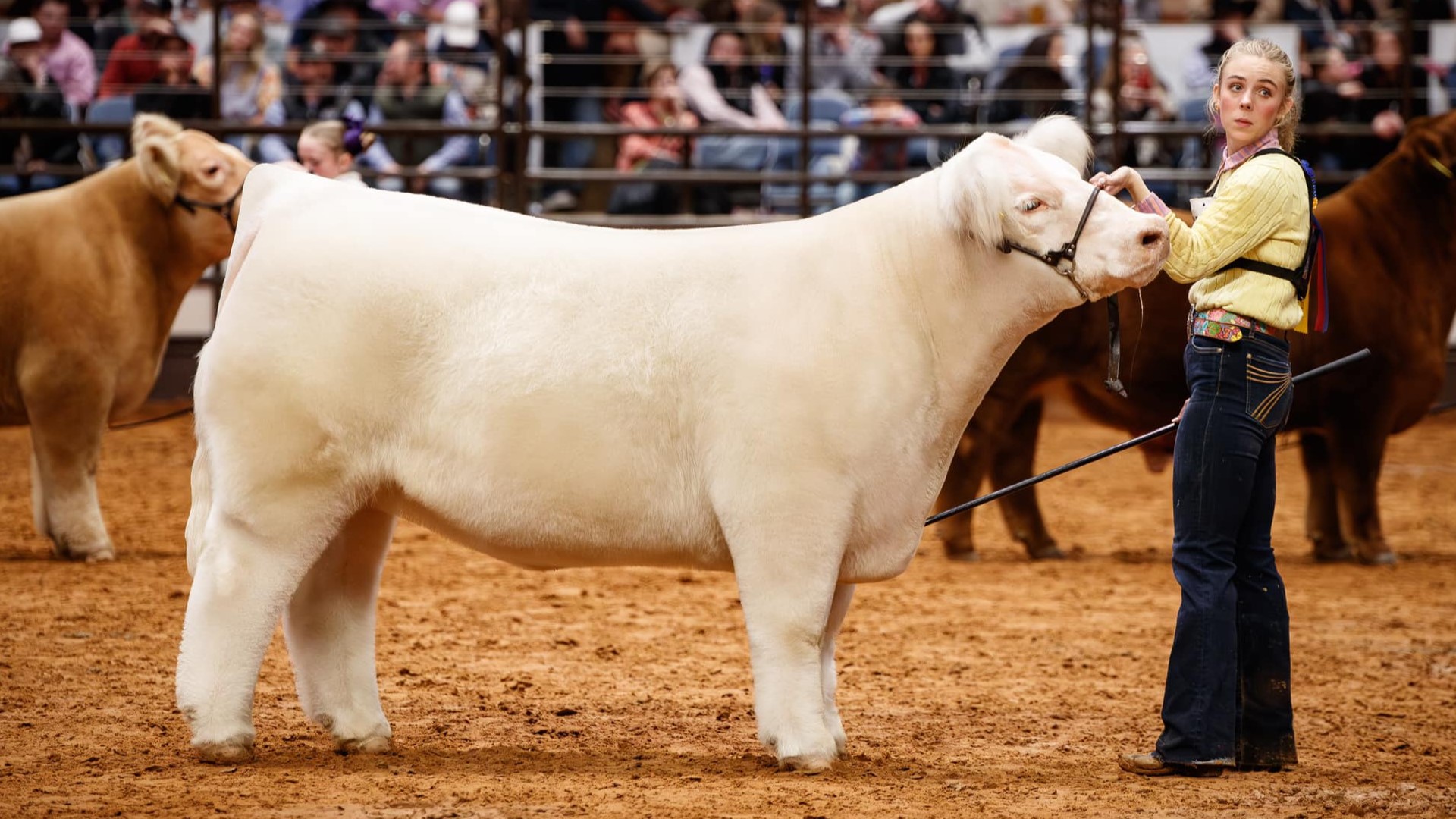 Fort Worth Stock Show and Rodeo guide | wfaa.com