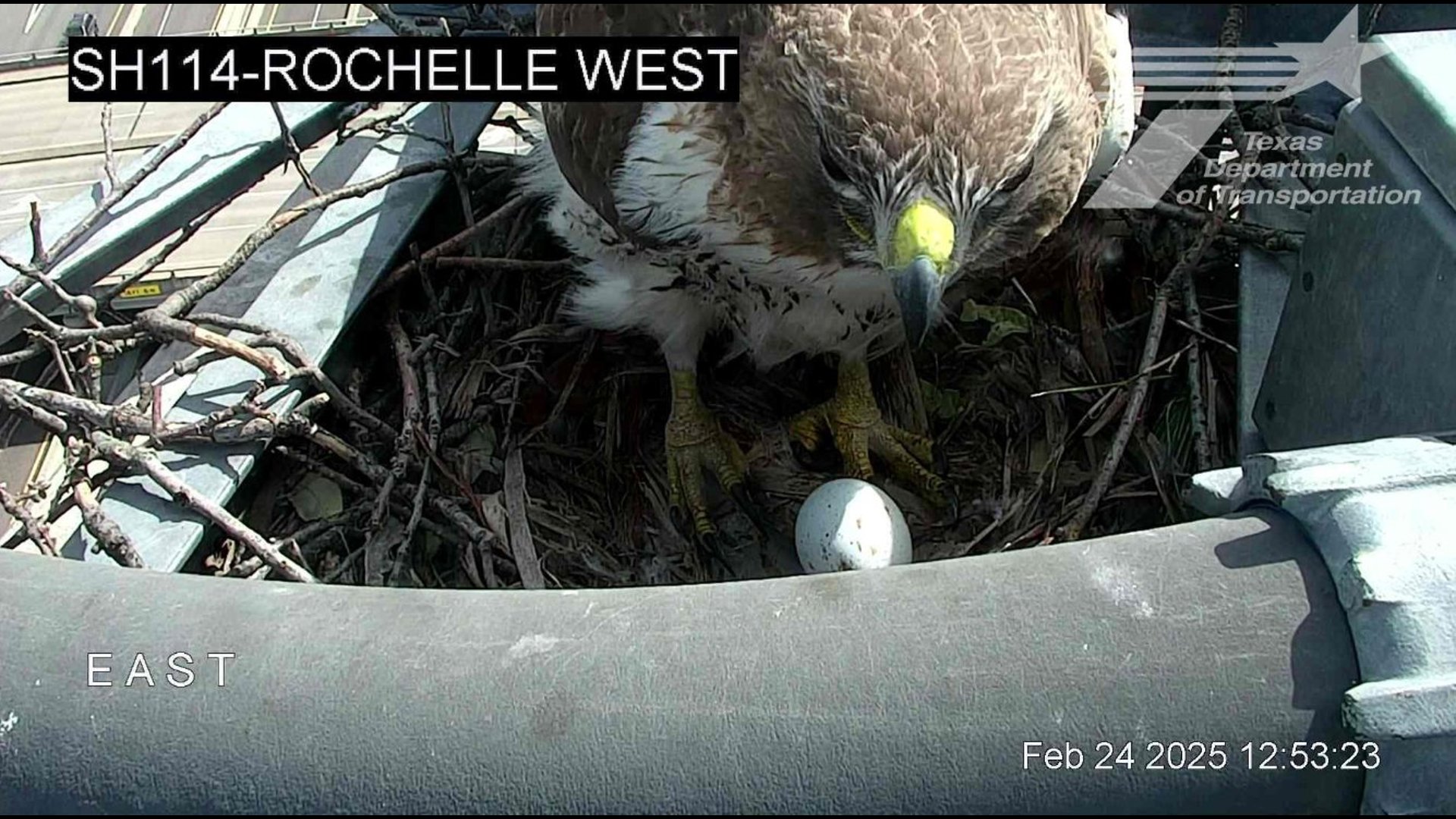 Hawk returns to North Texas nest under TxDOT camera | wfaa.com