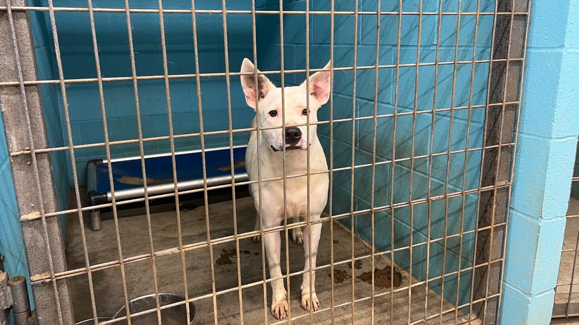 Animals displaced in North Texas storms moved to new shelter | wfaa.com