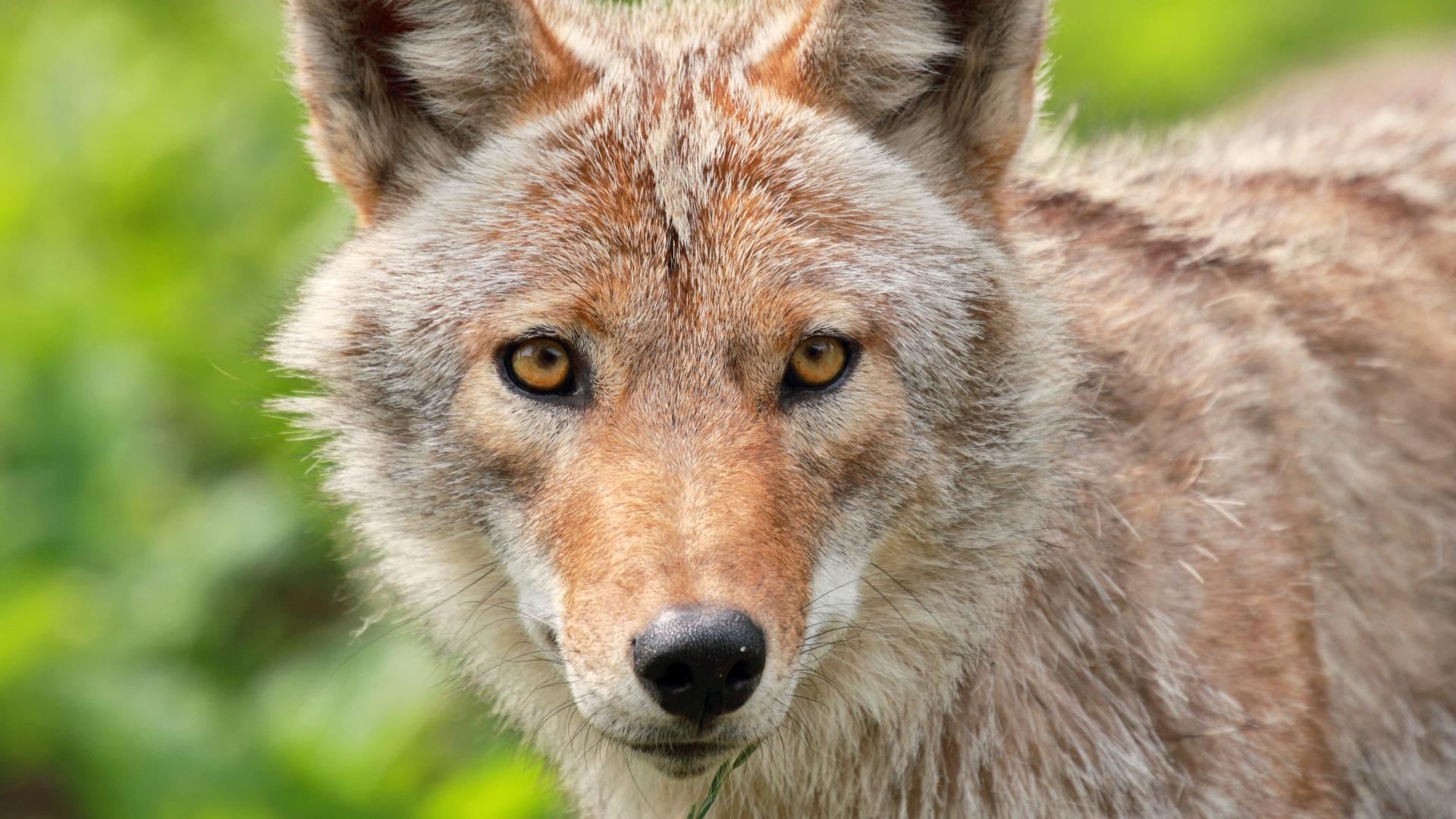 DeSoto announces plan to shoot, kill coyotes overnight after several ...