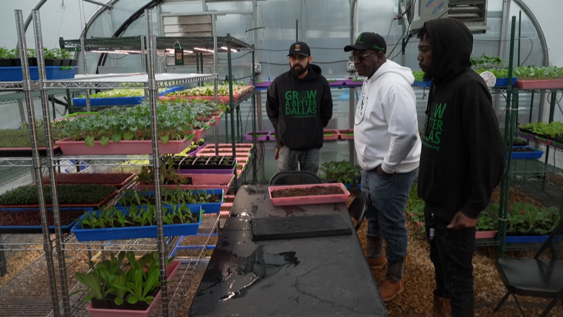 Restorative Farms tackles South Dallas food desert | wfaa.com