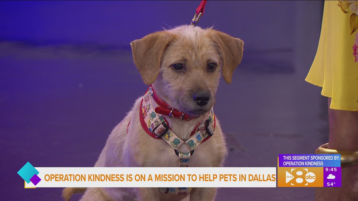 Sponsored: Operation Kindness is on a Mission to help pets in Dallas ...