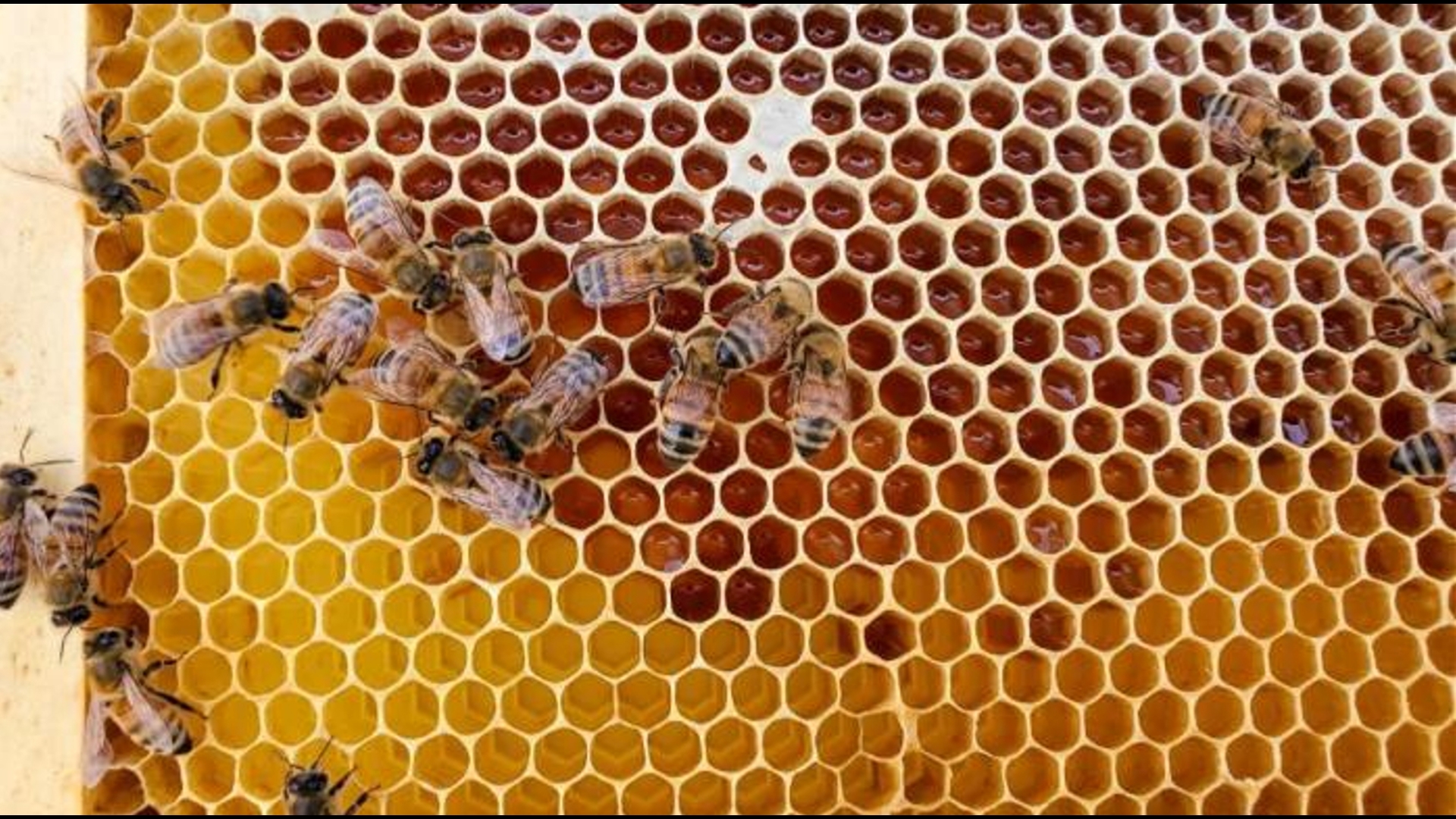 North Texas brewery using airport's beehive to flavor beer | wfaa.com