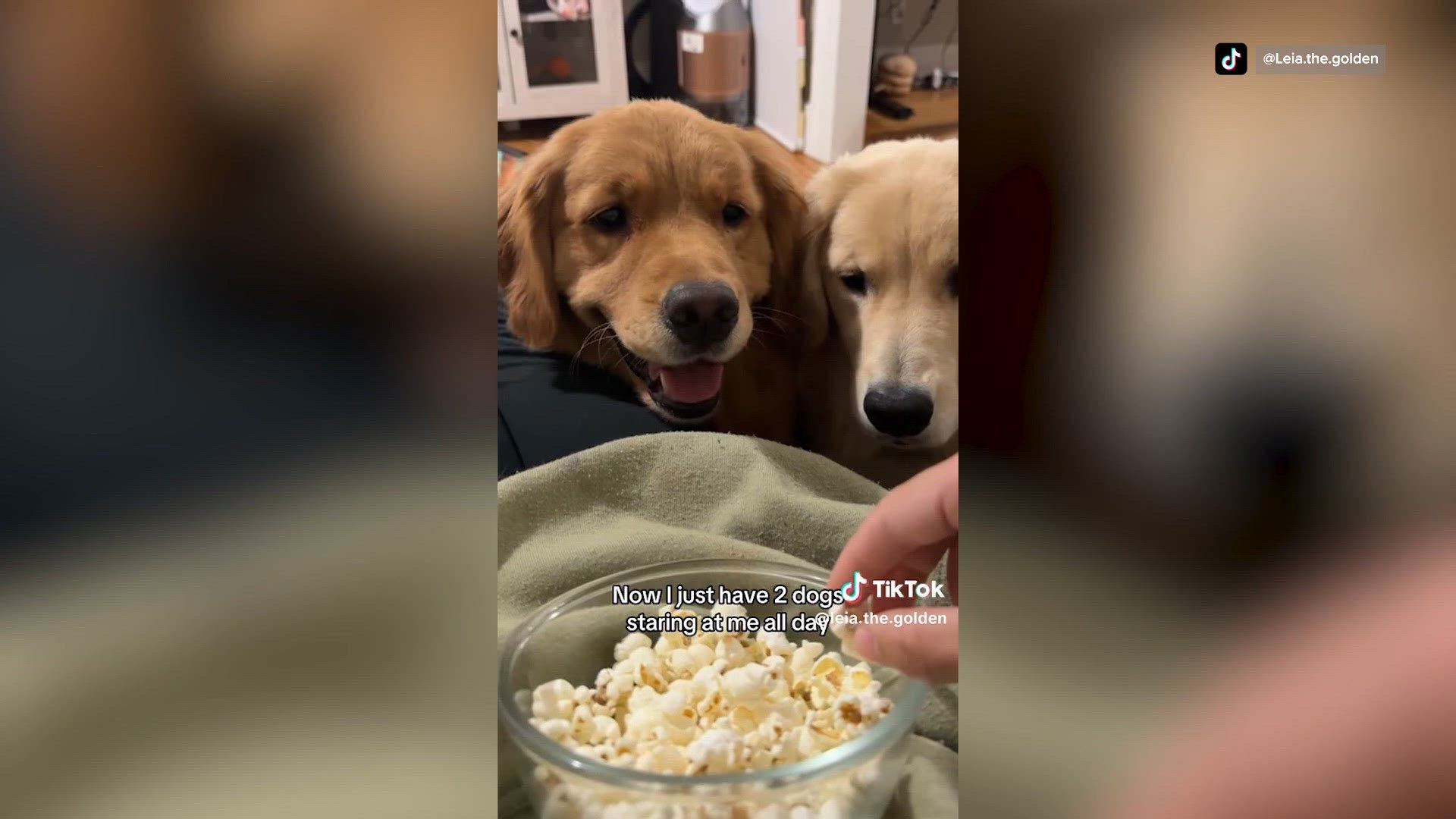 In the feed: Two cute dogs, Jonas Brothers acting challenge, family ...
