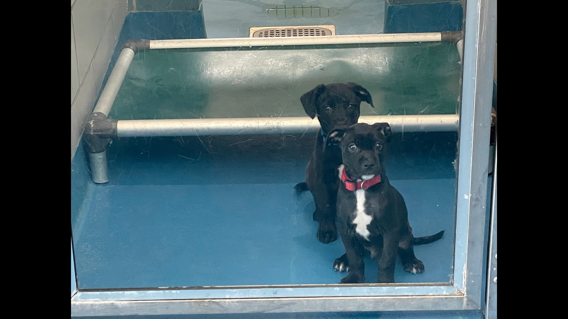 Dallas Animal Services shelter in desperate need of pet adoptions ...