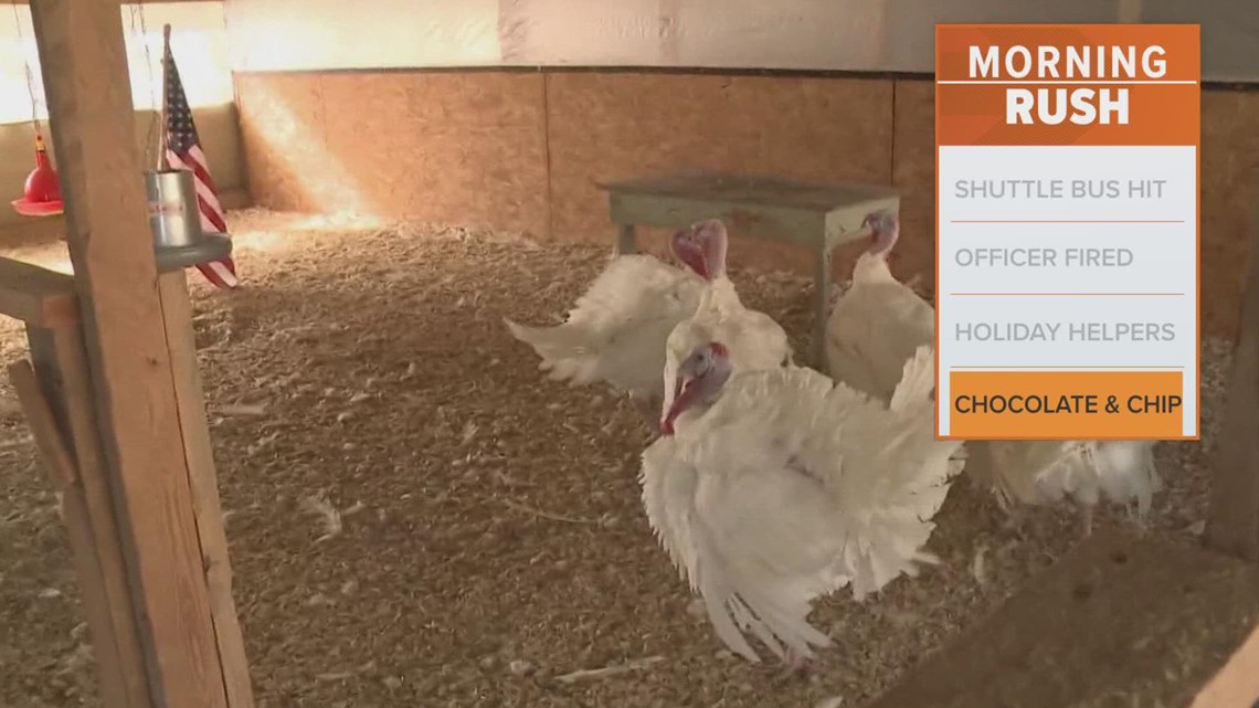 Meet the lucky turkeys getting pardoned by President Biden | wfaa.com