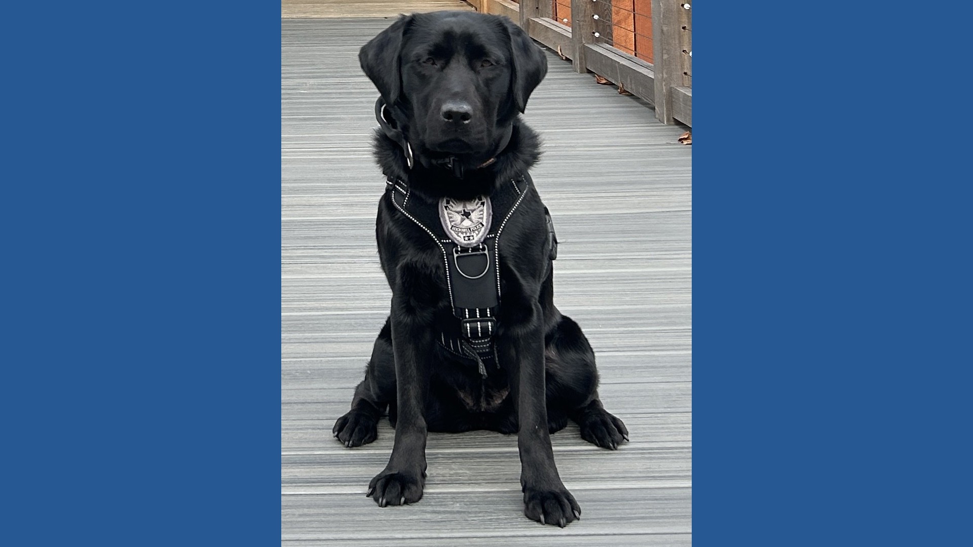 Rockwall police department adds electronic storage detection K9 to team ...