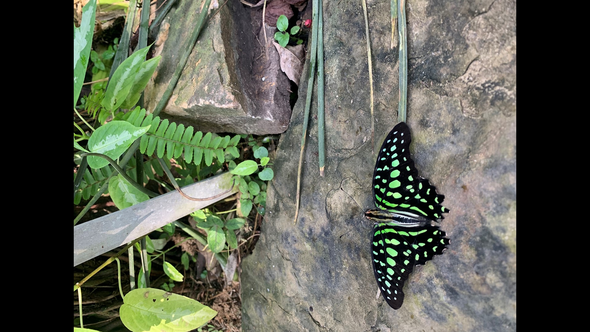 Meet the beautiful stars of the Fort Worth Botanic Garden and Botanical ...