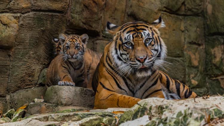 The votes are in. Meet Rina, Dallas Zoo's new Sumatran tiger cub | wfaa.com