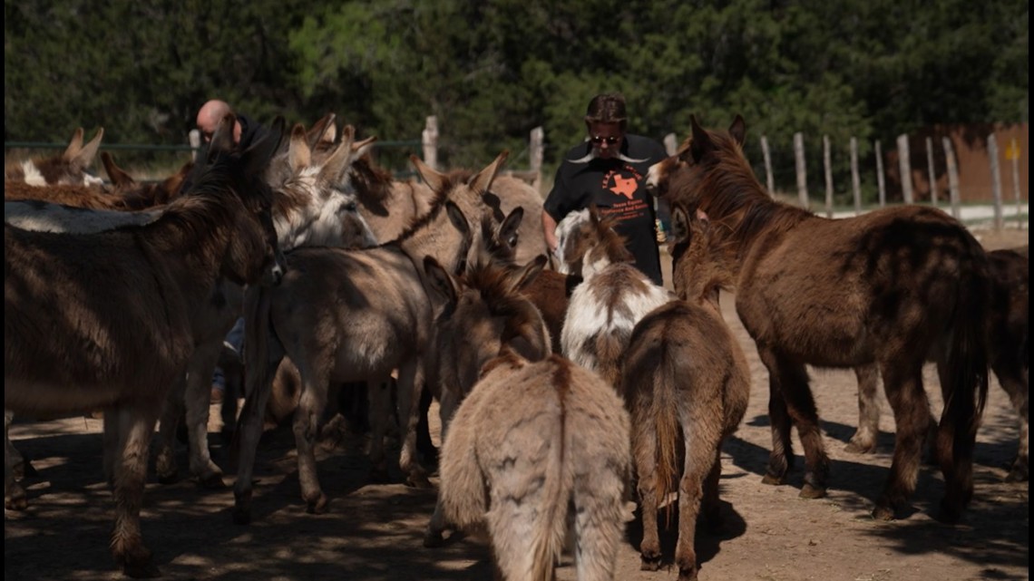 Texas family transforms abused donkeys into therapy heroes | wfaa.com