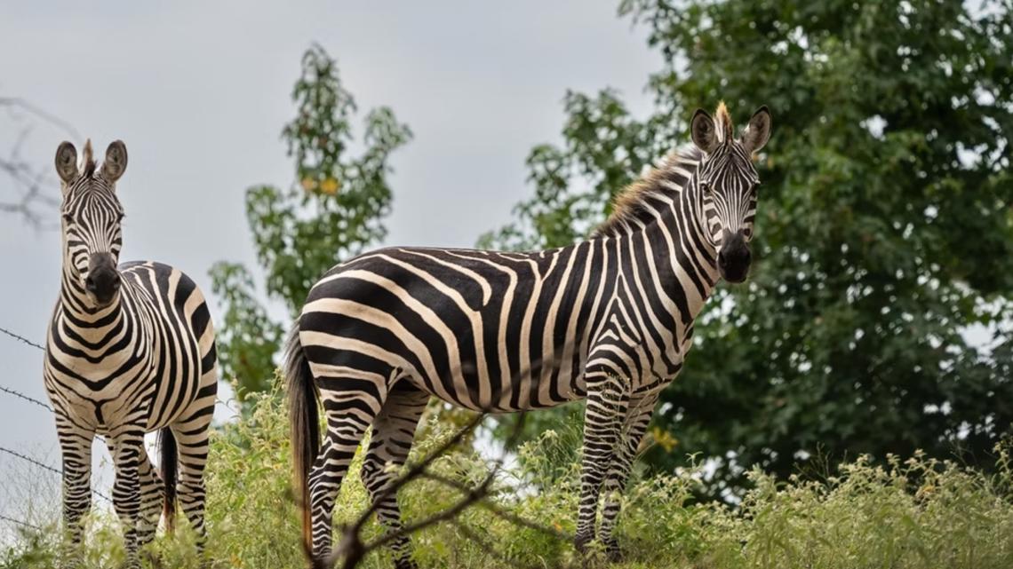 Texas ranches for sale: Karns Ranch with buffaloes, zebras sells near ...