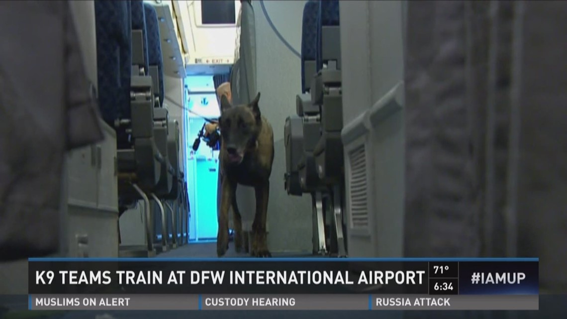 K9 teams training at DFW International Airport | wfaa.com