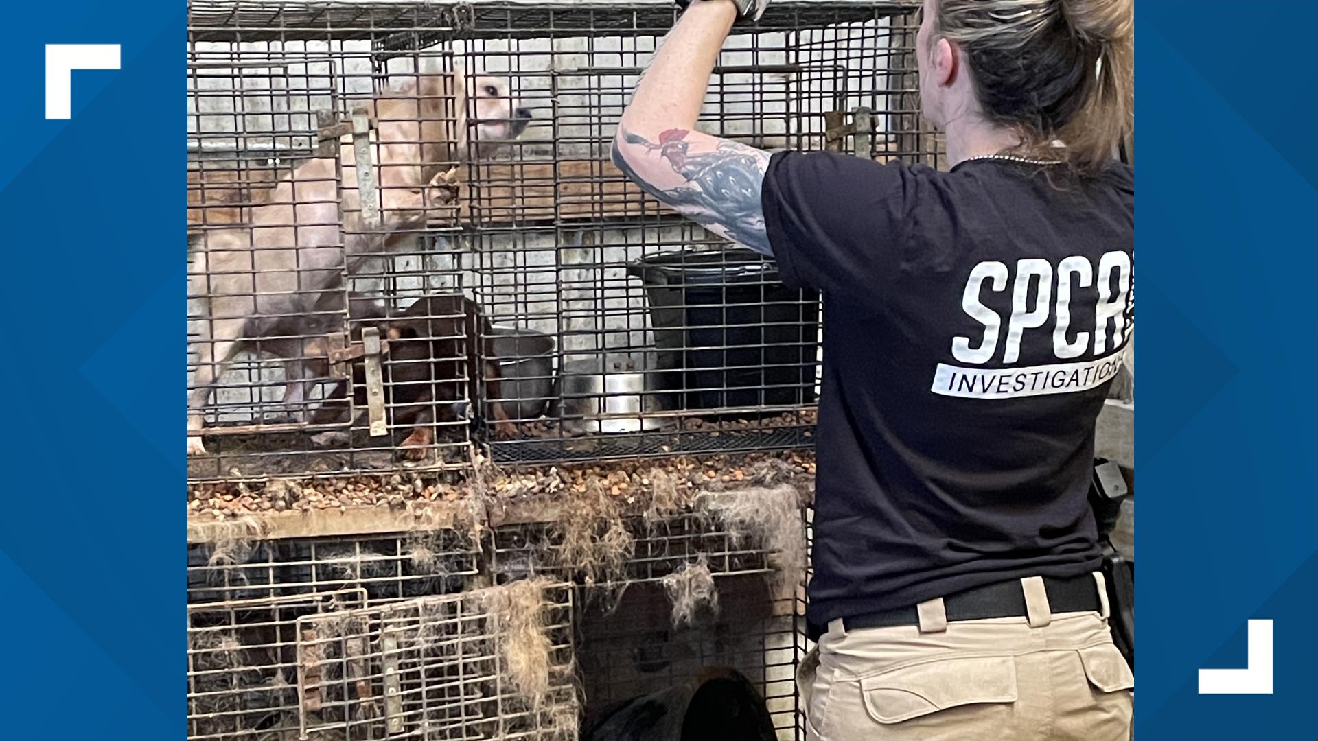 SPCA rescues 16 neglected dogs in North Texas | wfaa.com