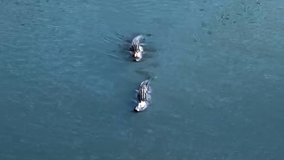 VIDEO: Alligators spotted in North Texas lake | wfaa.com