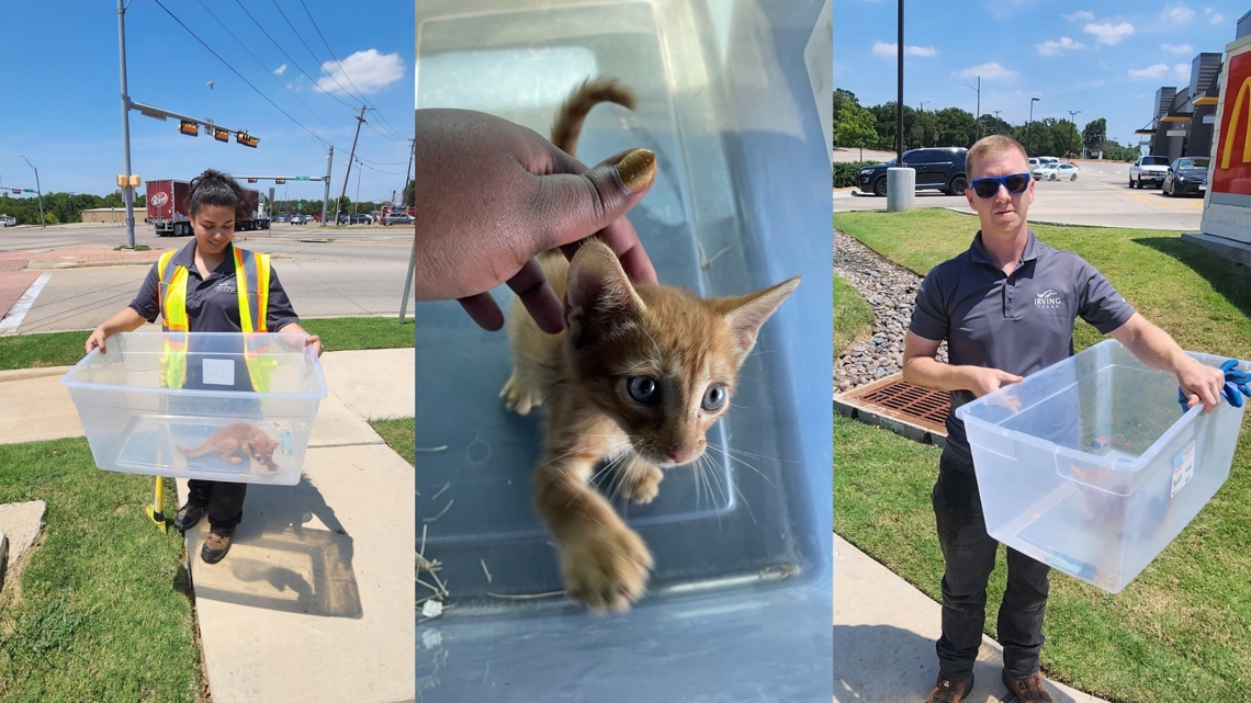 Irving, TX | City workers rescue kitten from storm drain | wfaa.com