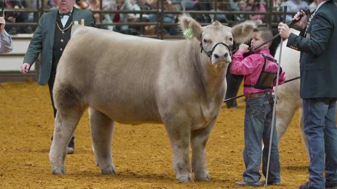 2025 Fort Worth Stock Show and Rodeo Steer highlights | wfaa.com