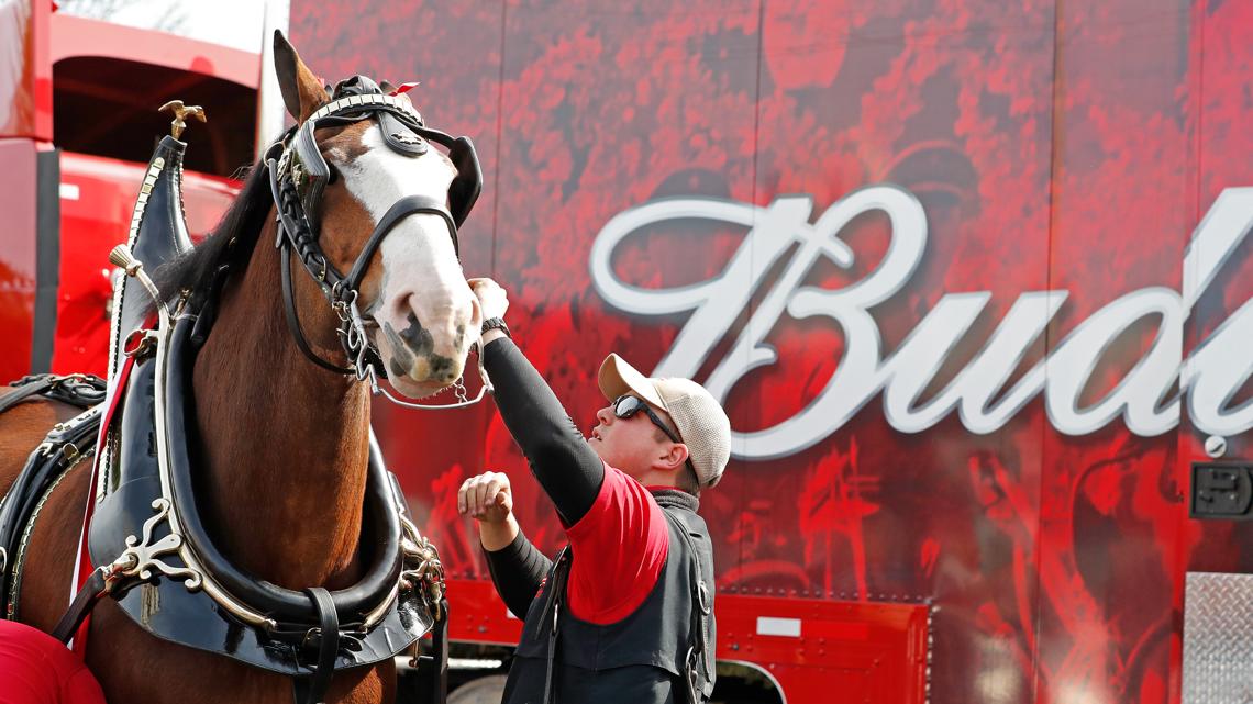 Budweiser Clydesdales to deliver beer at North Texas bars | wfaa.com