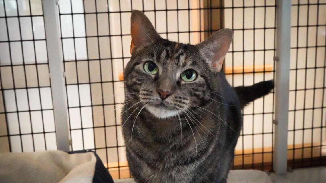 Operation Kindness offers Zoom calls with adoptable cat | wfaa.com