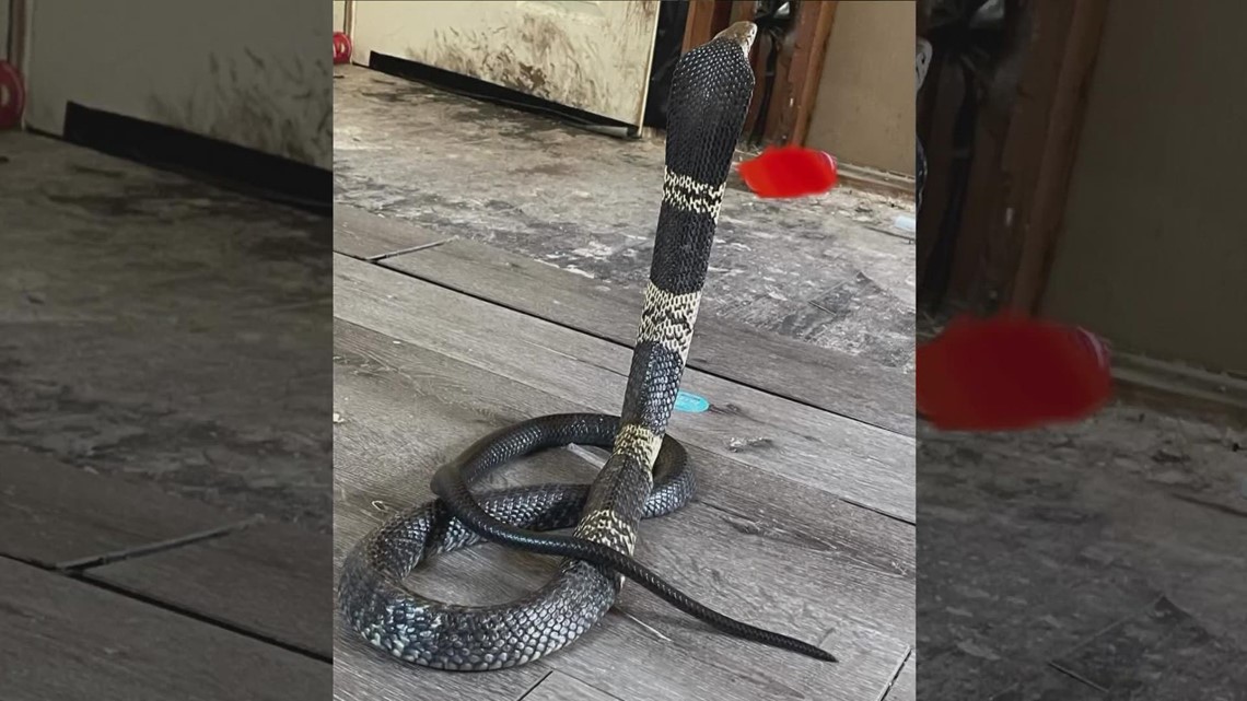 Cobra still missing in Grand Prairie 1 year later | wfaa.com