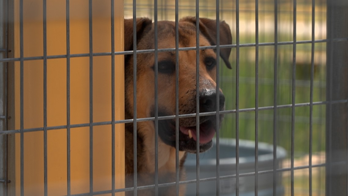 Dallas and Fort Worth animal shelters: Cities in need of help | wfaa.com