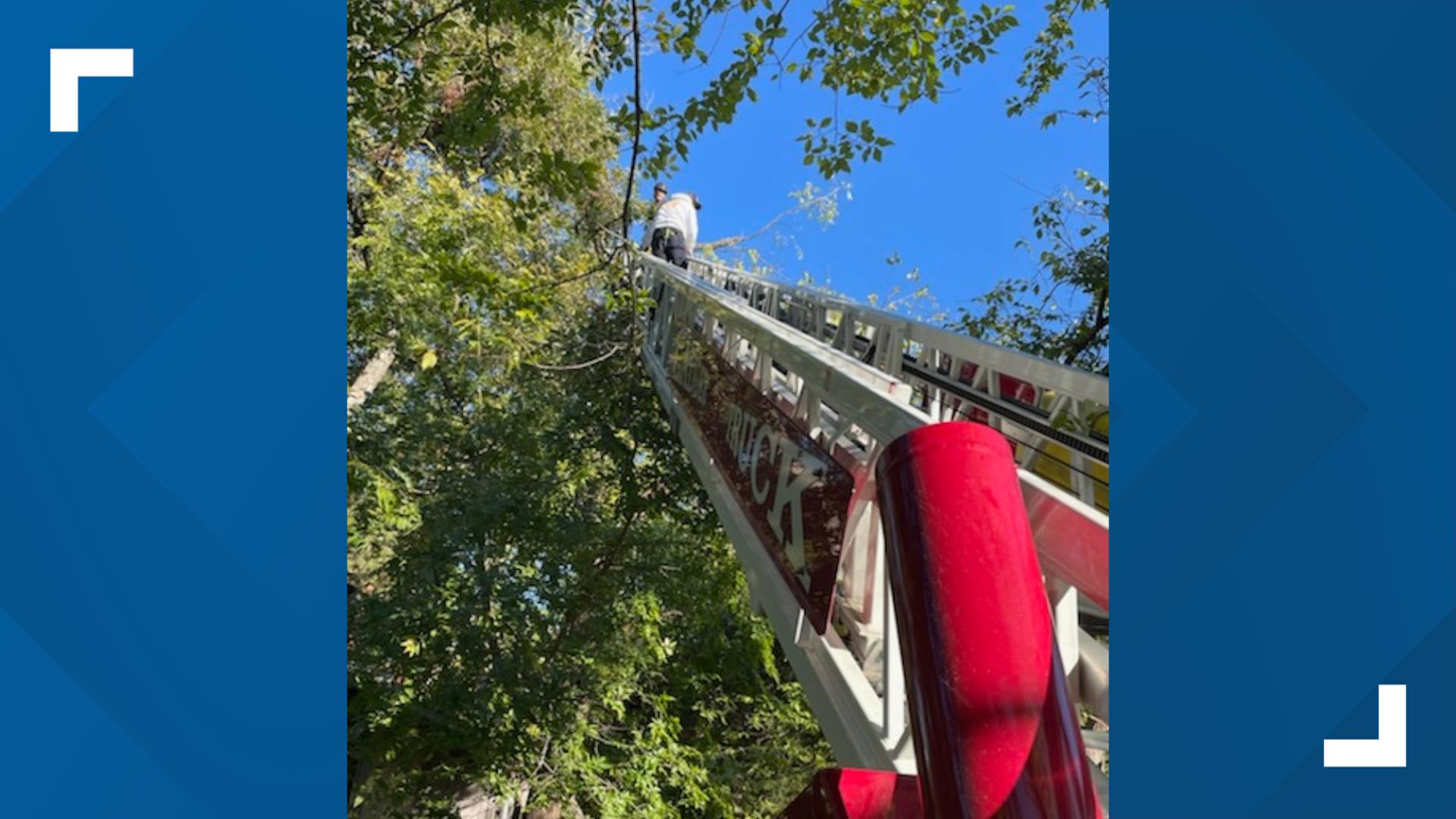 Dallas Fire crews rescue tree trimmer who got stuck in tree | wfaa.com