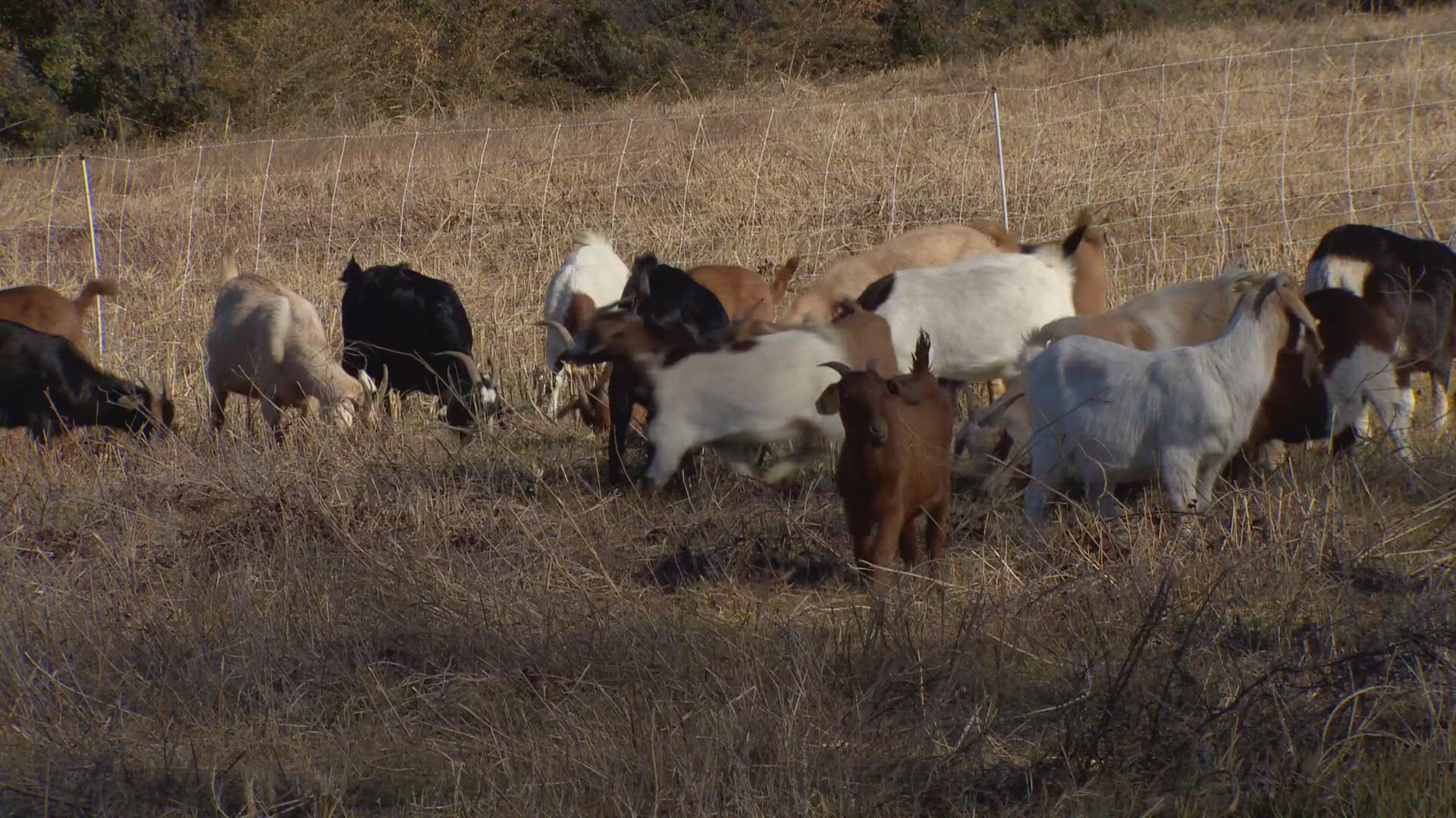 Baaaaaad vegetation: Here's why you'll see a couple hundred goats ...