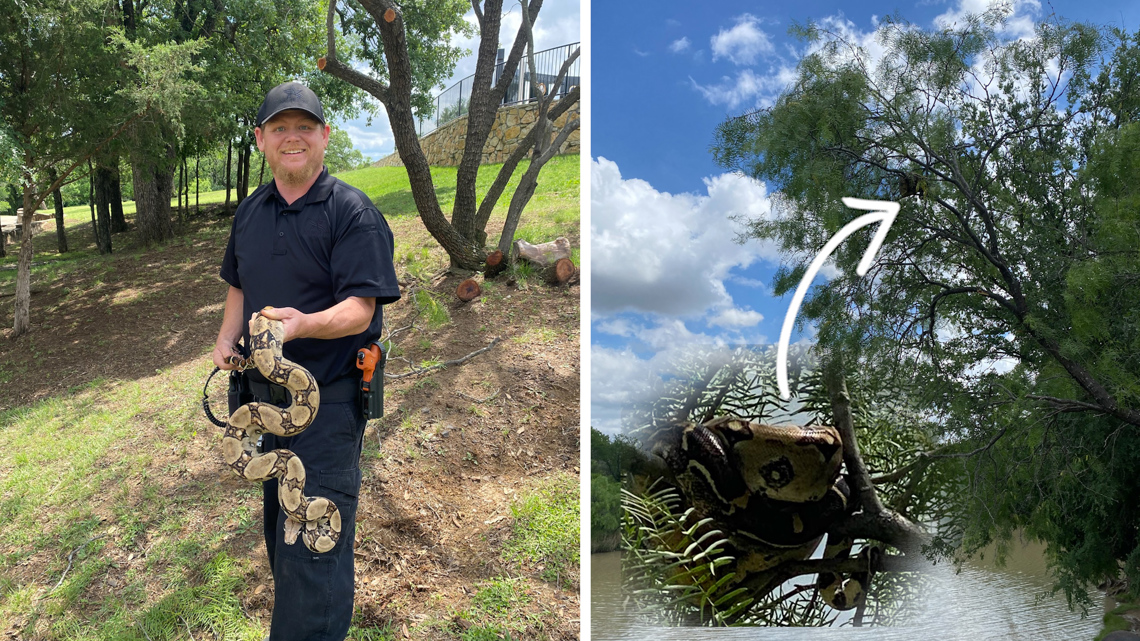 6-foot snake pulled from tree at Arlington's Veterans Park | wfaa.com