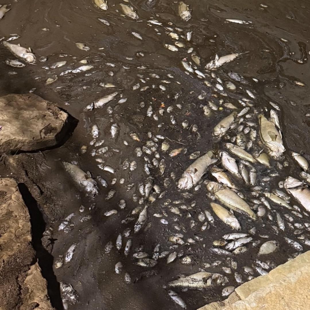 Chlorine spike devastates fish at a North Texas lake, officials say ...