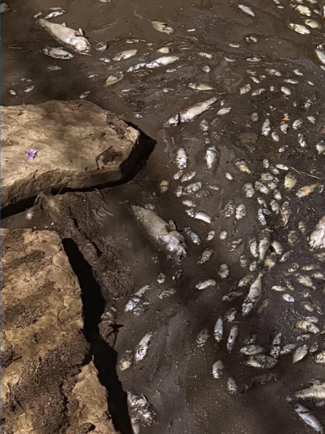 Chlorine spike devastates fish at a North Texas lake, officials say ...