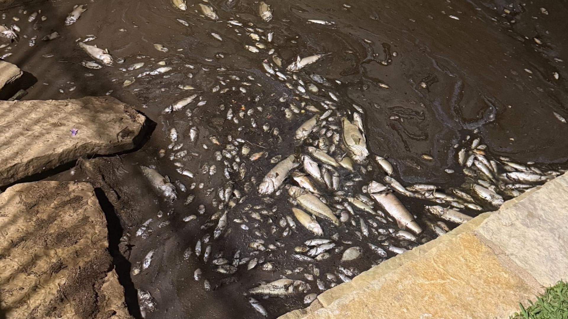 Chlorine spike devastates fish at a North Texas lake, officials say ...