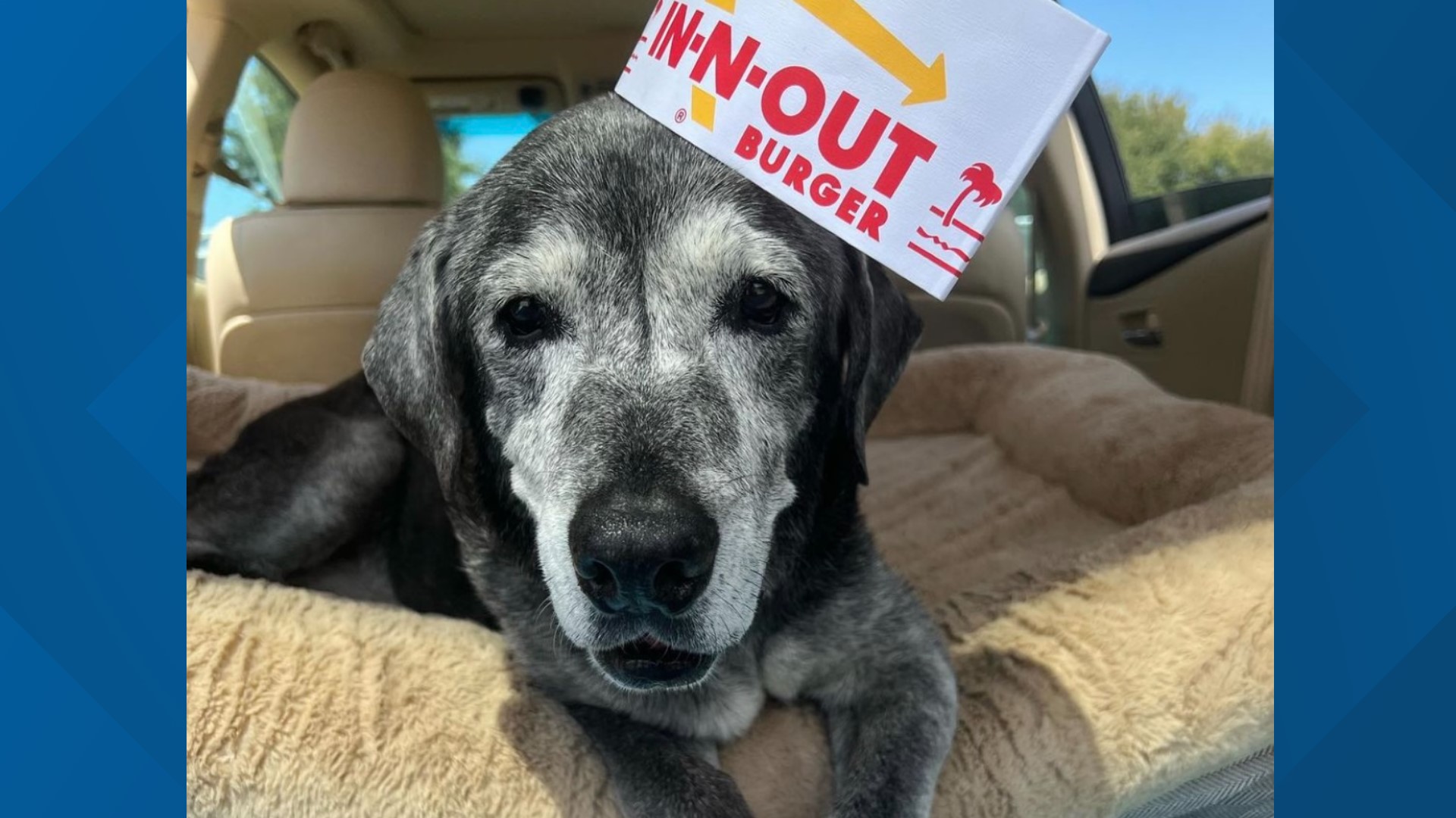 Viral Dallas, Texas dog Annie dies one day after 20th birthday | wfaa.com