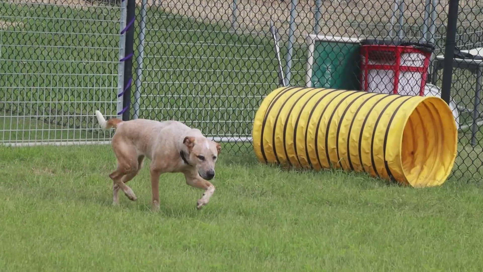 Tailwaggers: Meet Arizona | wfaa.com