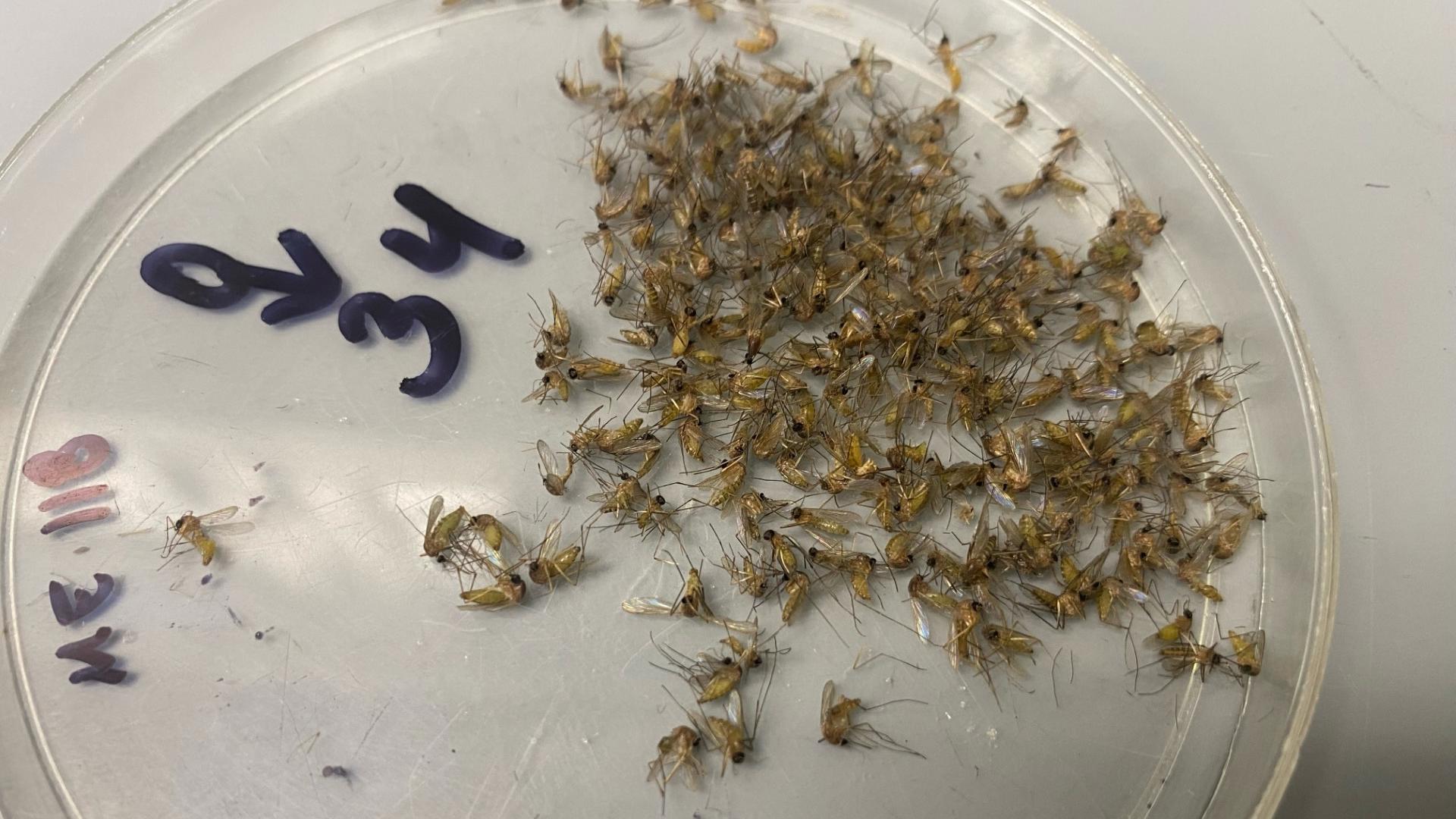 Dallas County gives a look inside its Mosquito Control Lab | wfaa.com